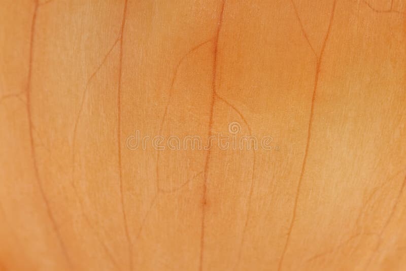 Onion Brown Skin Texture Pattern Detailed Macro Stock Photo - Image of ...