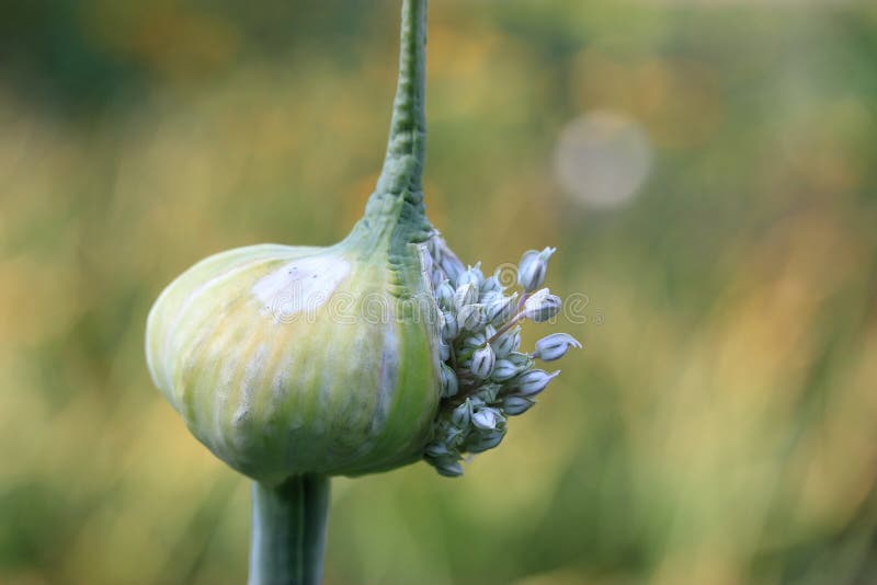 Onion bud stock image. Image of spring, developing, birth - 27514205