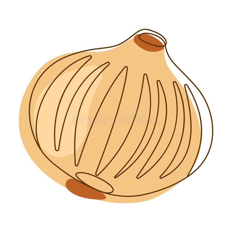 Onion Bulb Aromatic Vegetable Spice Condiment in Line Art Style Stock ...