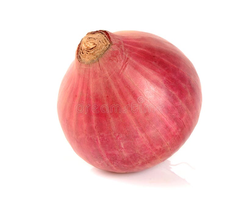 Onion Bulb Ready for Harvest with Dry and Brittle Outer Scales Growing ...