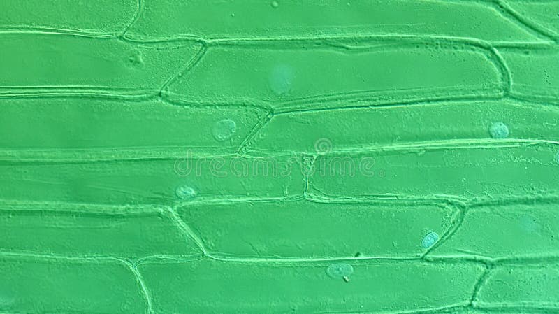 Onion bulb scale epidermis stock image. Image of leaf - 47620127