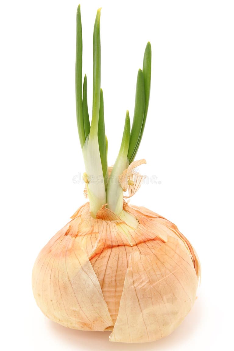 16,663 Onion Plant Leaves Stock Photos - Free & Royalty-Free Stock ...