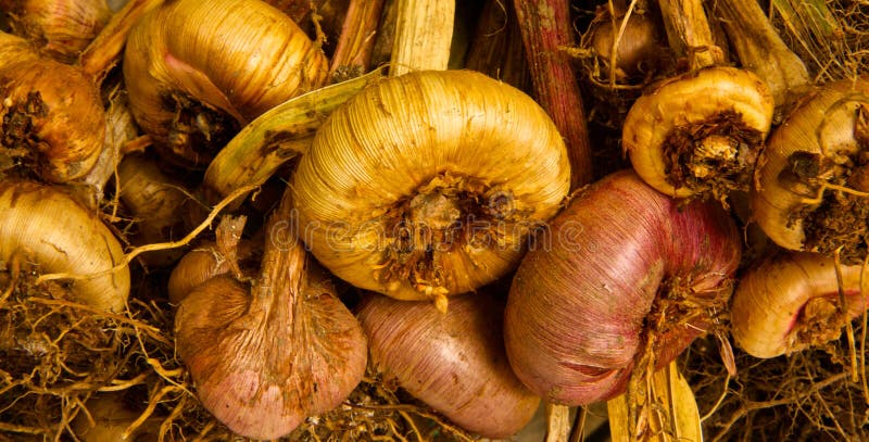 Onion Bunch stock image. Image of gardening, garden, bush - 22686317