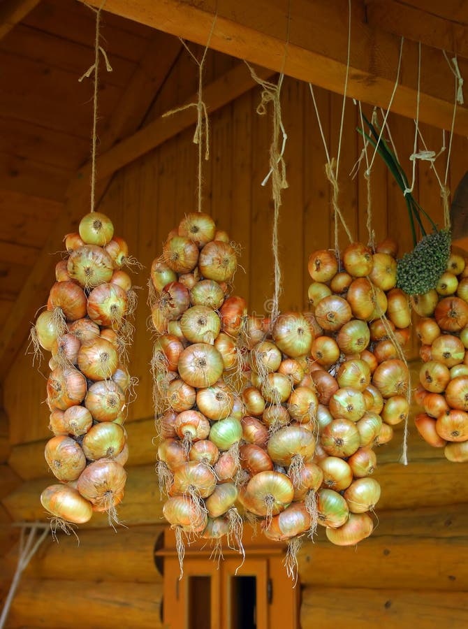 Onion bunch stock photo. Image of ingredient, natural - 3095938