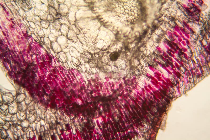 Onion Cells at the Microscope Stock Image - Image of interphase ...