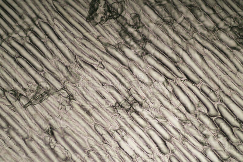 Onion Cells - Microscopic Image Stock Photo - Image of microbiology ...