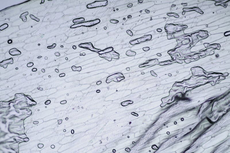 Onion Cells Under Microscope Drawing