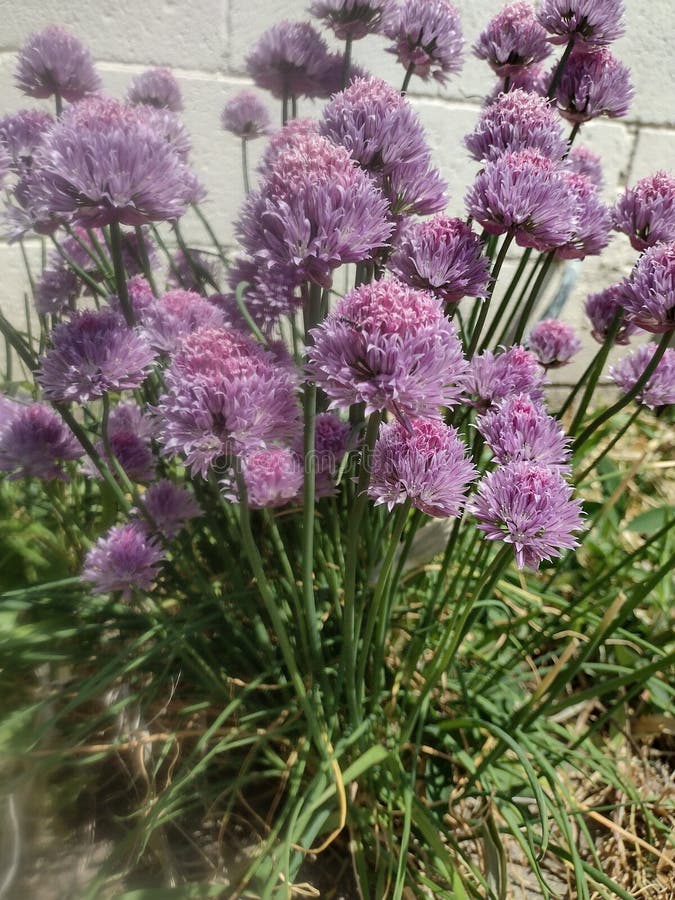 Onion Chives in Bloom stock image. Image of food, edible - 284795171