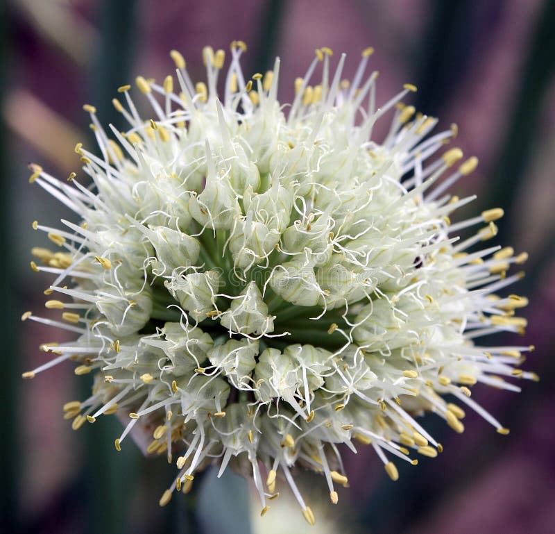 Onion color stock photo. Image of village, color, nature - 41007198