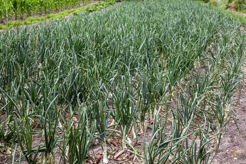 Onion crop field stock image. Image of growth, green - 75381973