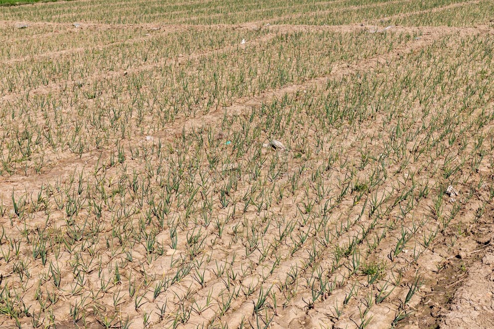 Onion Crop in the Fields or Onion Farming Stock Photo - Image of ...