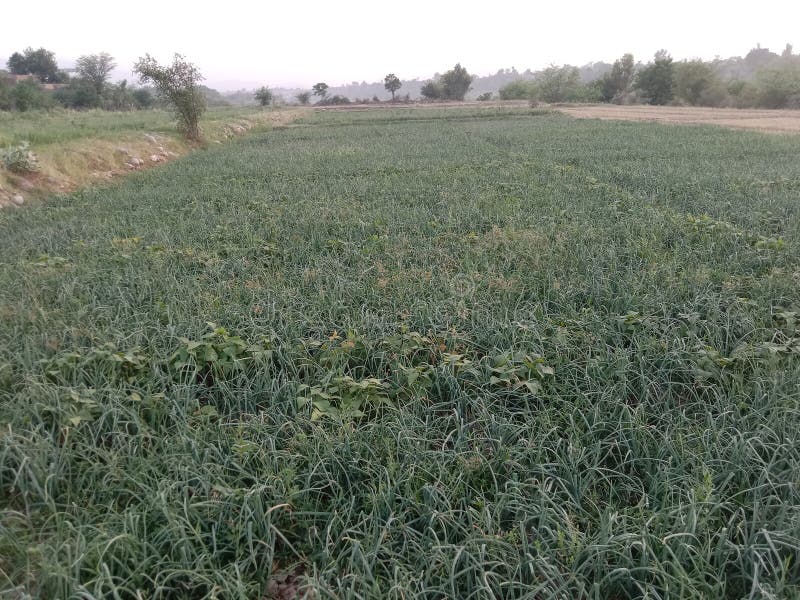 Onion crops in field stock image. Image of field, leef - 265612157