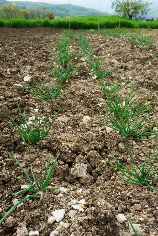 Onion cultivation stock photo. Image of garden, spring - 14251210