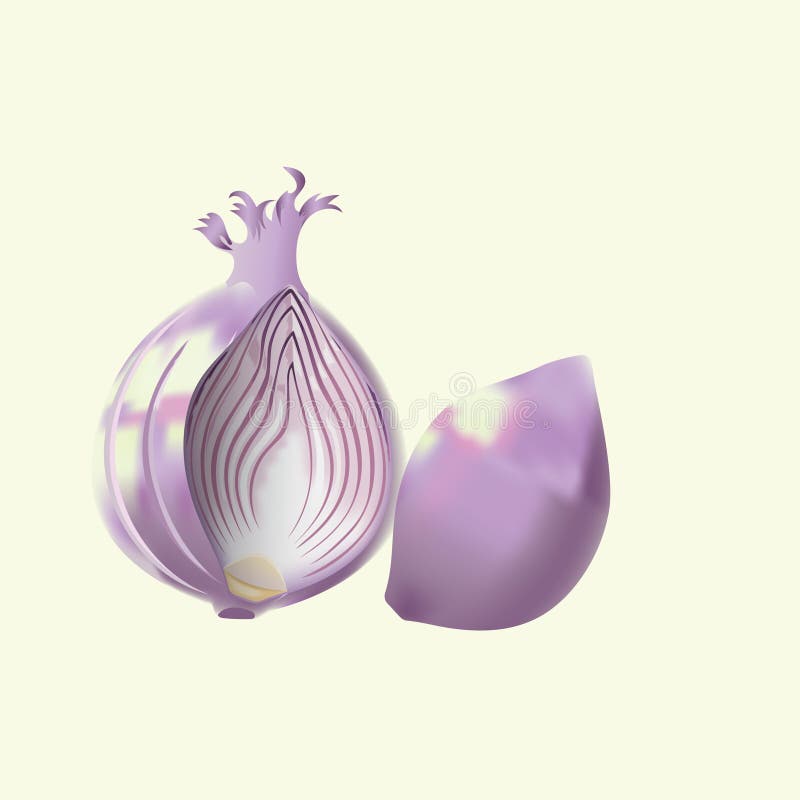 Onion Cut into Half. Vector Illustration Decorative Design Stock Vector ...
