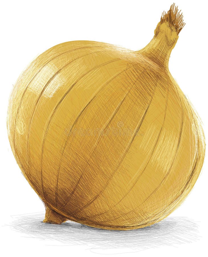 Onion stock illustration. Illustration of harvest, onion - 42745559
