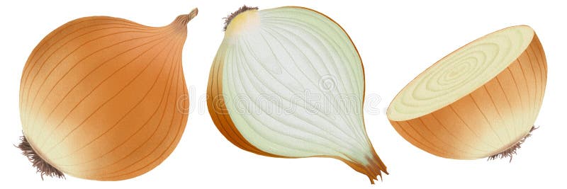 Onion in Digital Painting Style, with Clipping Path. Stock Illustration ...
