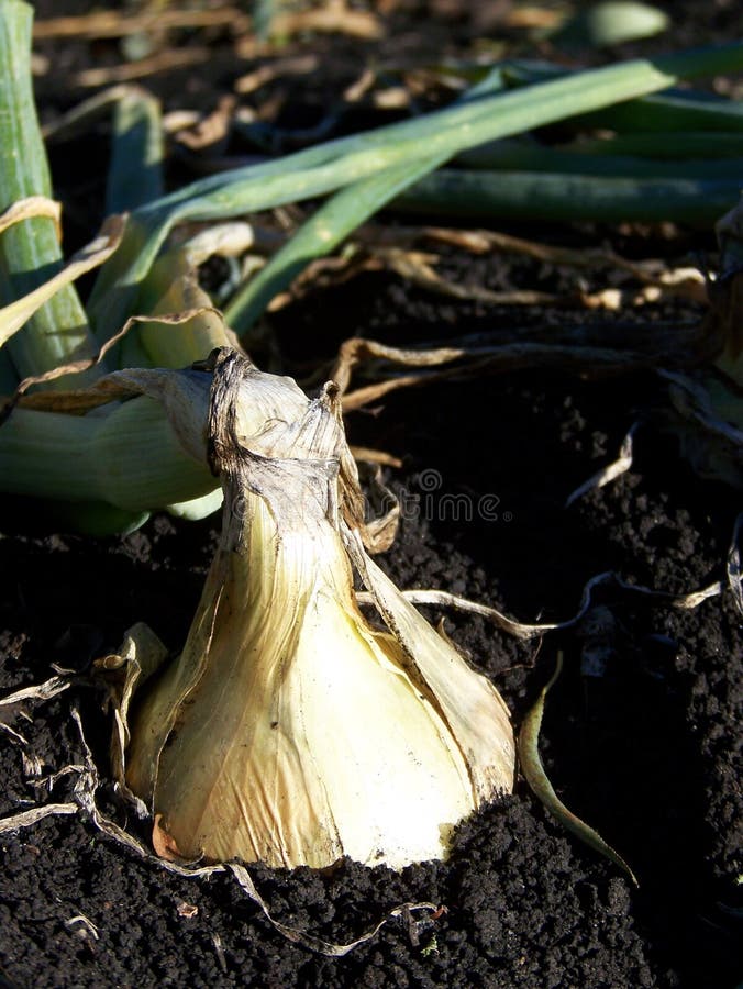 Onion in Dirt stock image. Image of dirt, garden, taste - 3148623