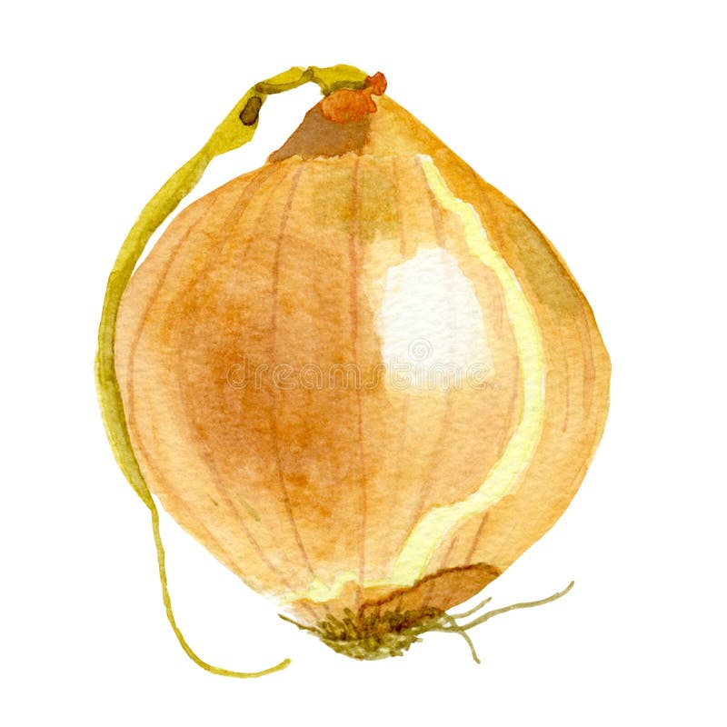 Onion Layers Stock Illustrations – 244 Onion Layers Stock Illustrations ...