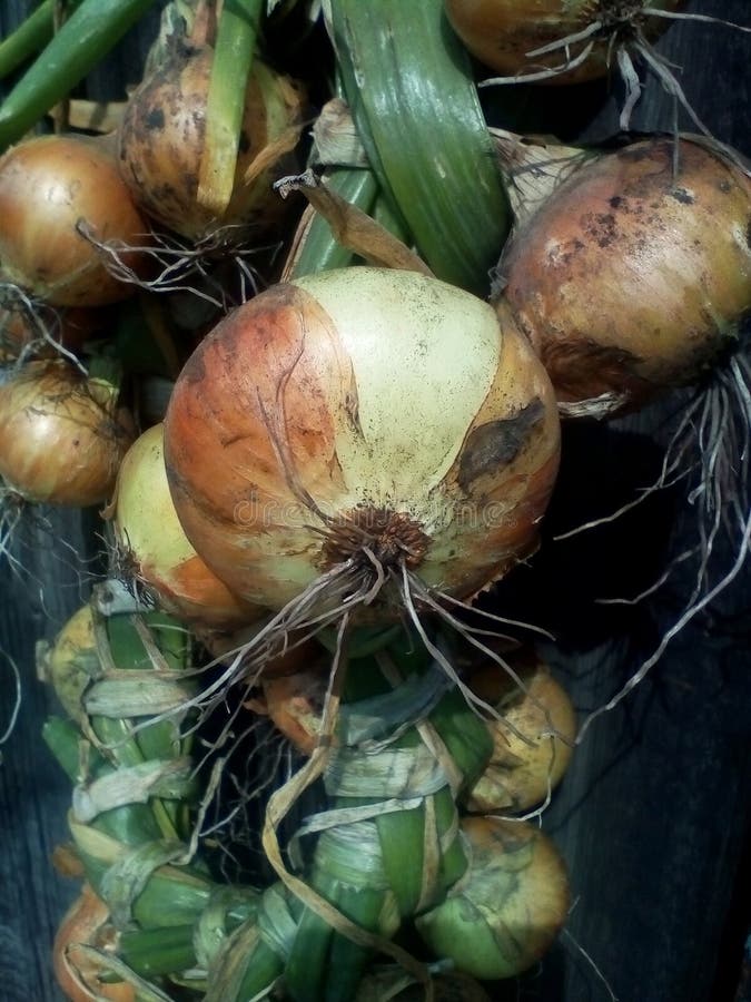 Onion in the sun 6 stock photo. Image of edible, vegetable - 121422542