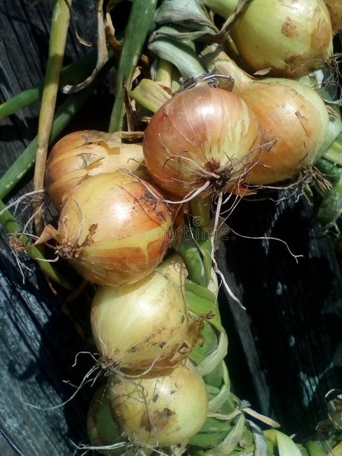 Onion in the sun stock photo. Image of food, onion, plant - 121422948