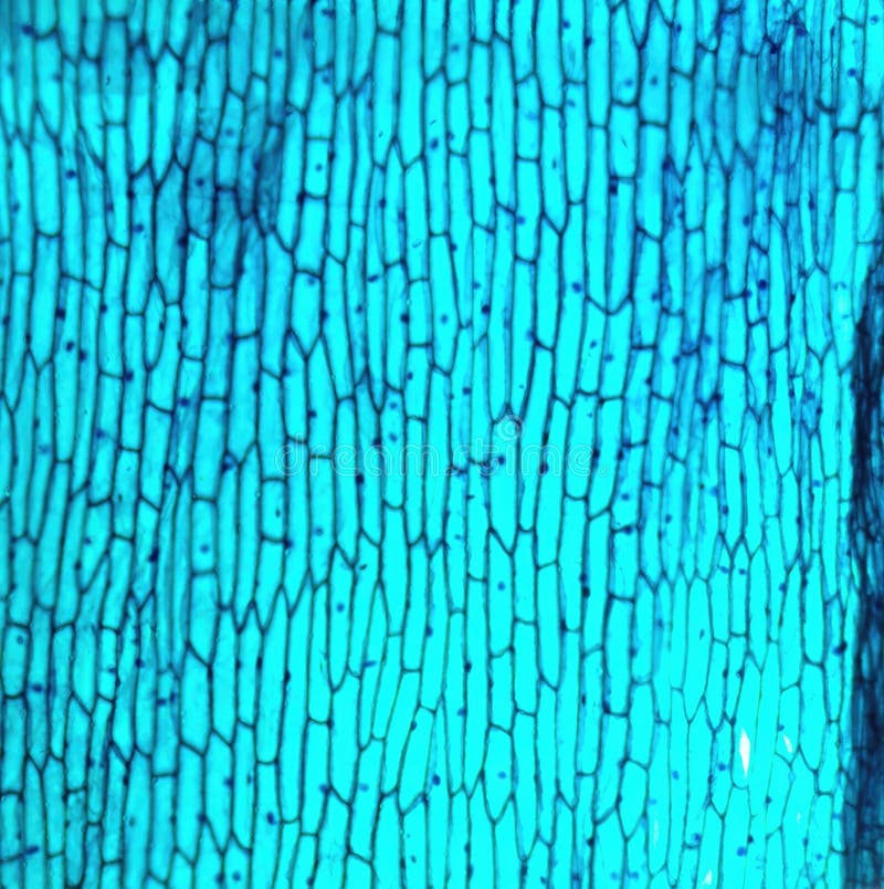 Onion epidermis stock image. Image of cell, microscope - 286912627
