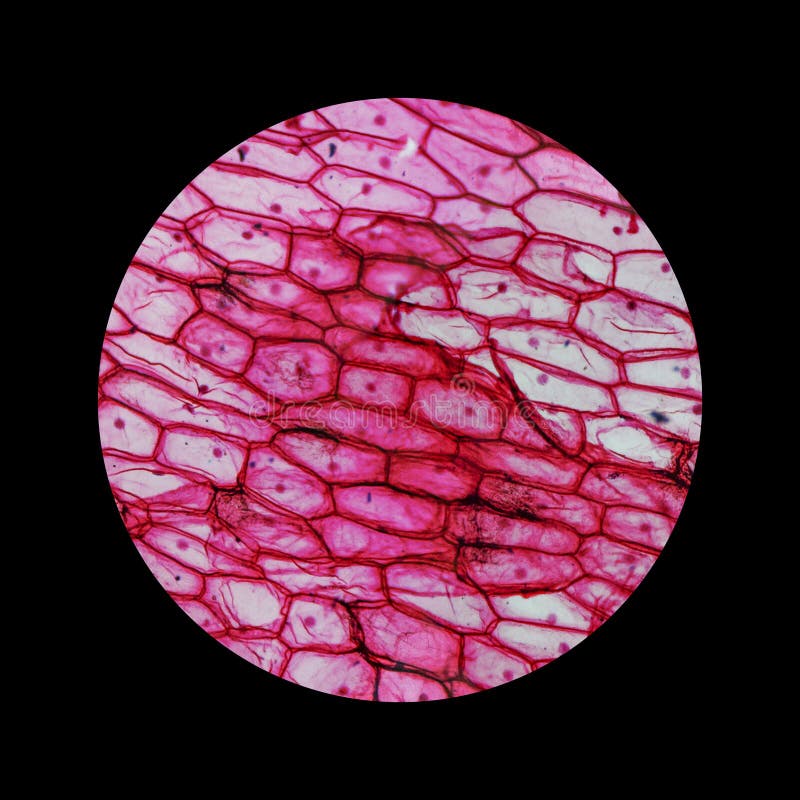 Onion Skin Cell 100x