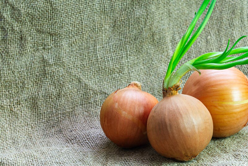 Onion on a Fabric Background, Brown Rustic Style Stock Image - Image of ...