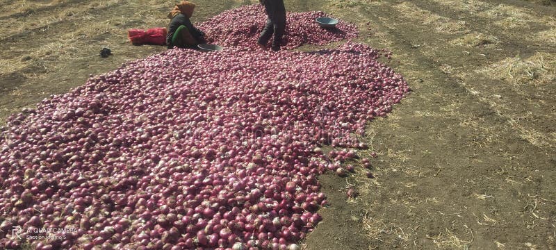 Onion farm gujarat editorial photography. Image of gujarat - 210270442