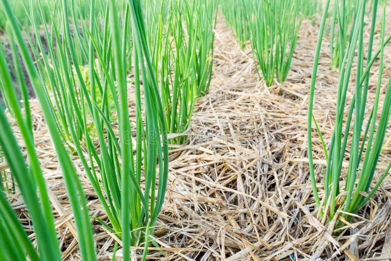 Onion farm in the morning. stock photo. Image of color - 76493230