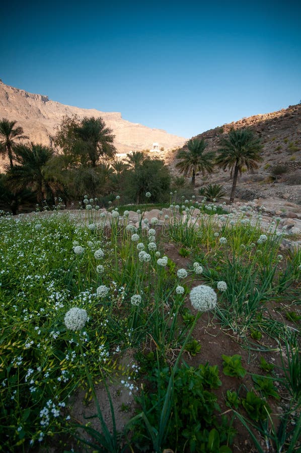 Onion Farm in the Mountains of Oman Stock Photo - Image of palms, oman ...