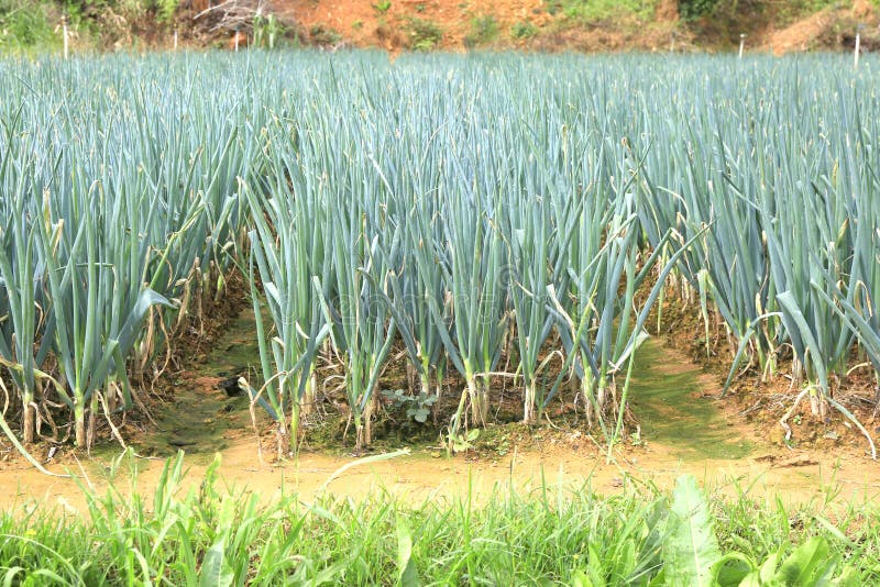 Onion farm stock image. Image of healthy, growing, agriculture - 71390541