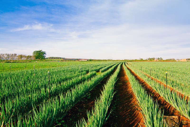 Onion farm stock image. Image of meadow, growth, culture - 71391789