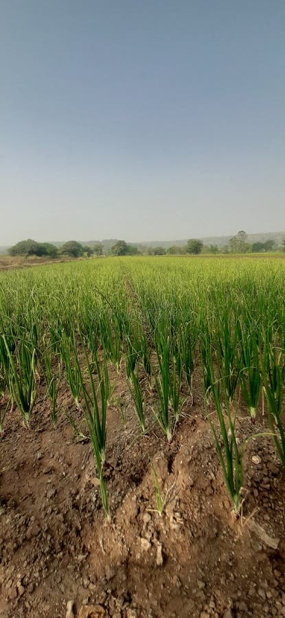 Onion farming at all over stock image. Image of naturaly - 166831113