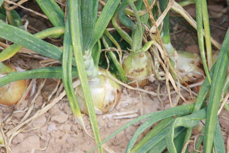 Onion Field stock photo. Image of crops, food, root, botany - 13042770