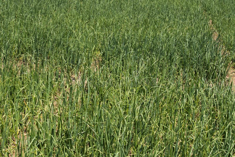 Onion in the field stock image. Image of pasture, grassland - 215056735
