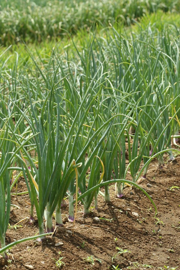 Onion field stock photo. Image of crop, organic, field - 25627530