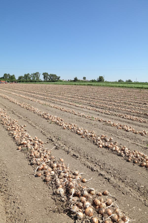Green onion stock photo. Image of countryside, cultivated - 22448116