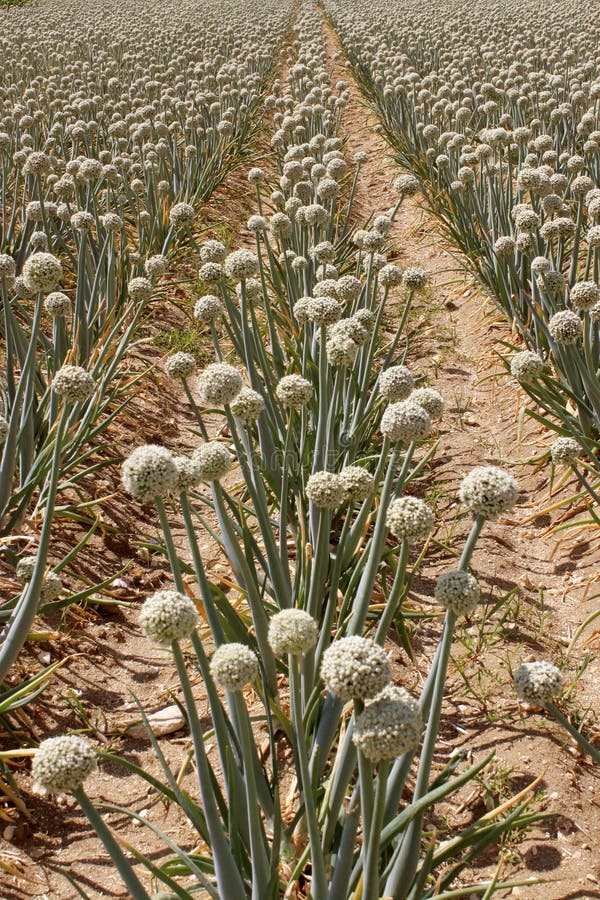 Onion field stock photo. Image of blossom, condiments - 27709234