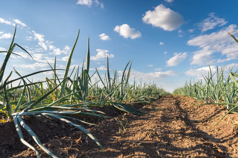 Onion field stock photo. Image of fresh, grow, close - 58842248