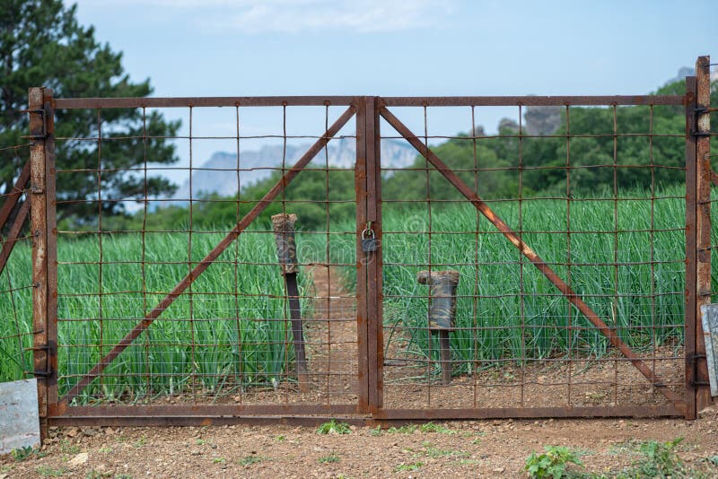 An Onion Field Behind a Closed Old Rusty Gate Stock Photo - Image of ...
