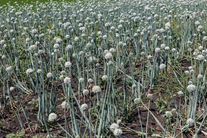 Onion Field in Bloom Grown for Seed Production Stock Image - Image of ...