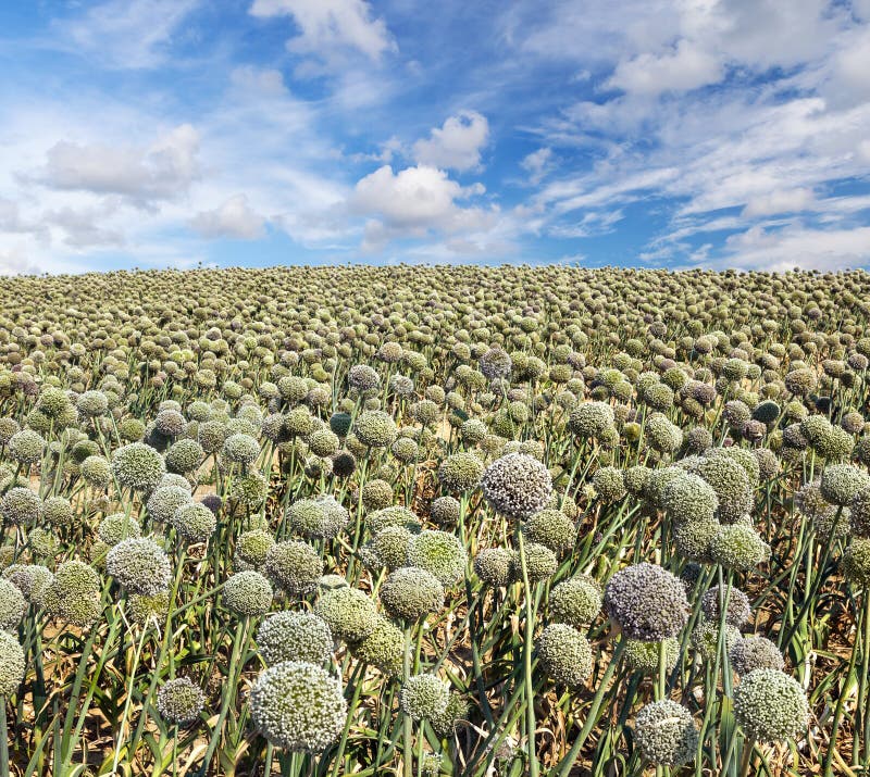 Onion Field stock photo. Image of organic, botanic, flower - 77406018