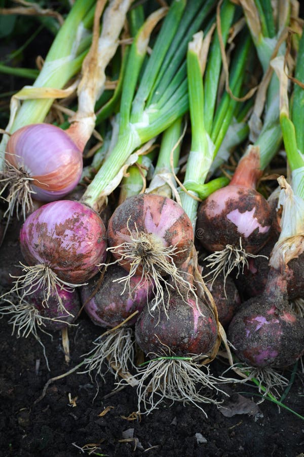 Onion field. stock image. Image of ground, healthy, farming - 180870705