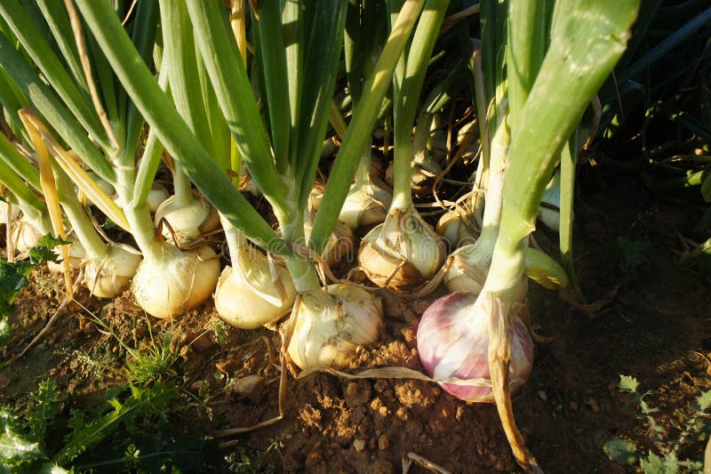 Onion field stock image. Image of produce, leaves, vietnam - 60232129