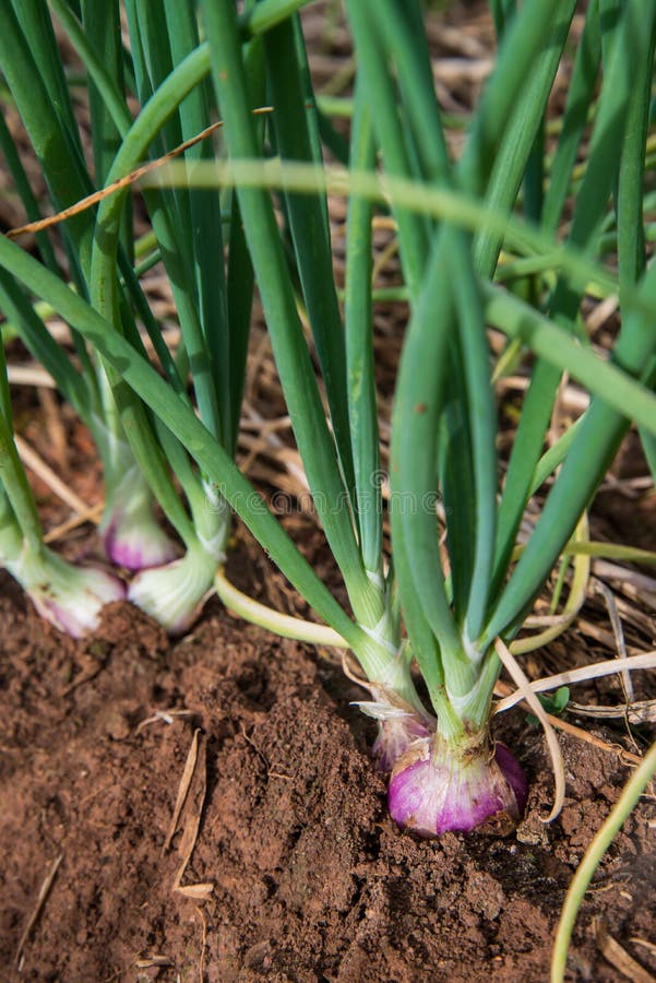 Onion farm stock photo. Image of landscape, environment - 33781794