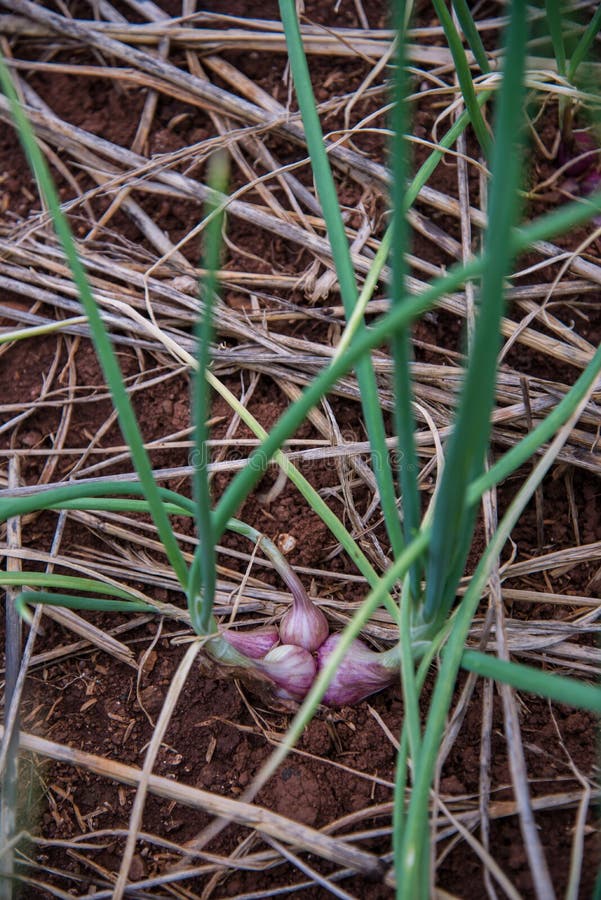 Onion farm stock photo. Image of landscape, environment - 33781794