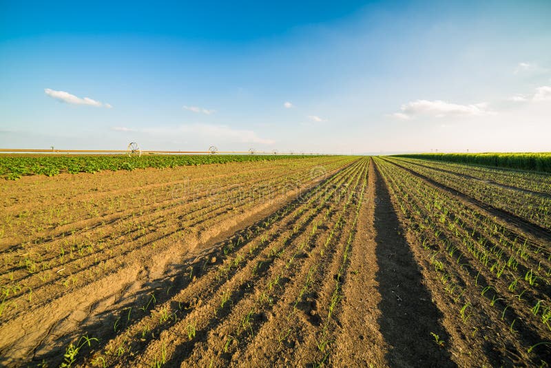 Onion Field, Maturing at Spring. Stock Photo - Image of farming ...