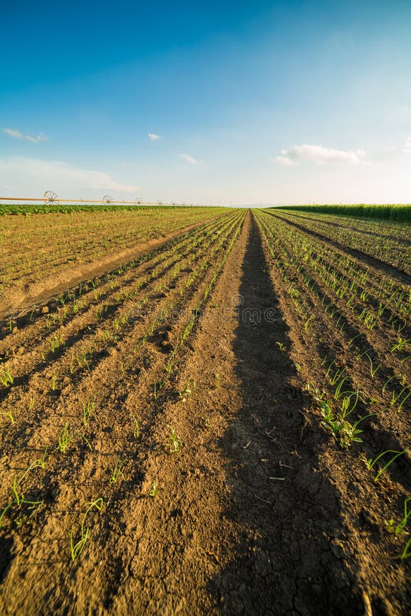 Onion Field, Maturing at Spring. Stock Photo - Image of cultivated ...