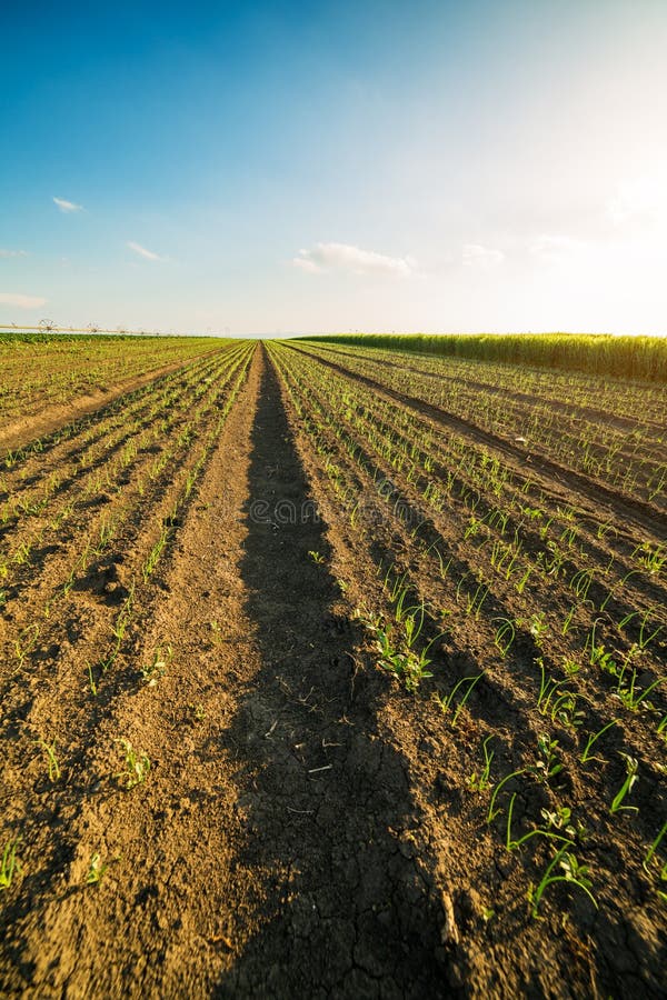 Onion Field, Maturing at Spring. Stock Photo - Image of gardening ...