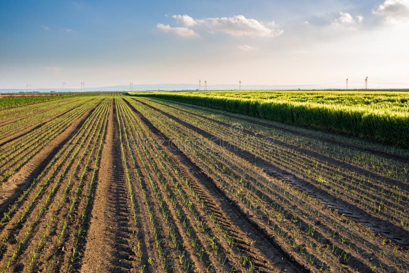 Onion Field, Maturing at Spring. Stock Photo - Image of maturing, stem ...